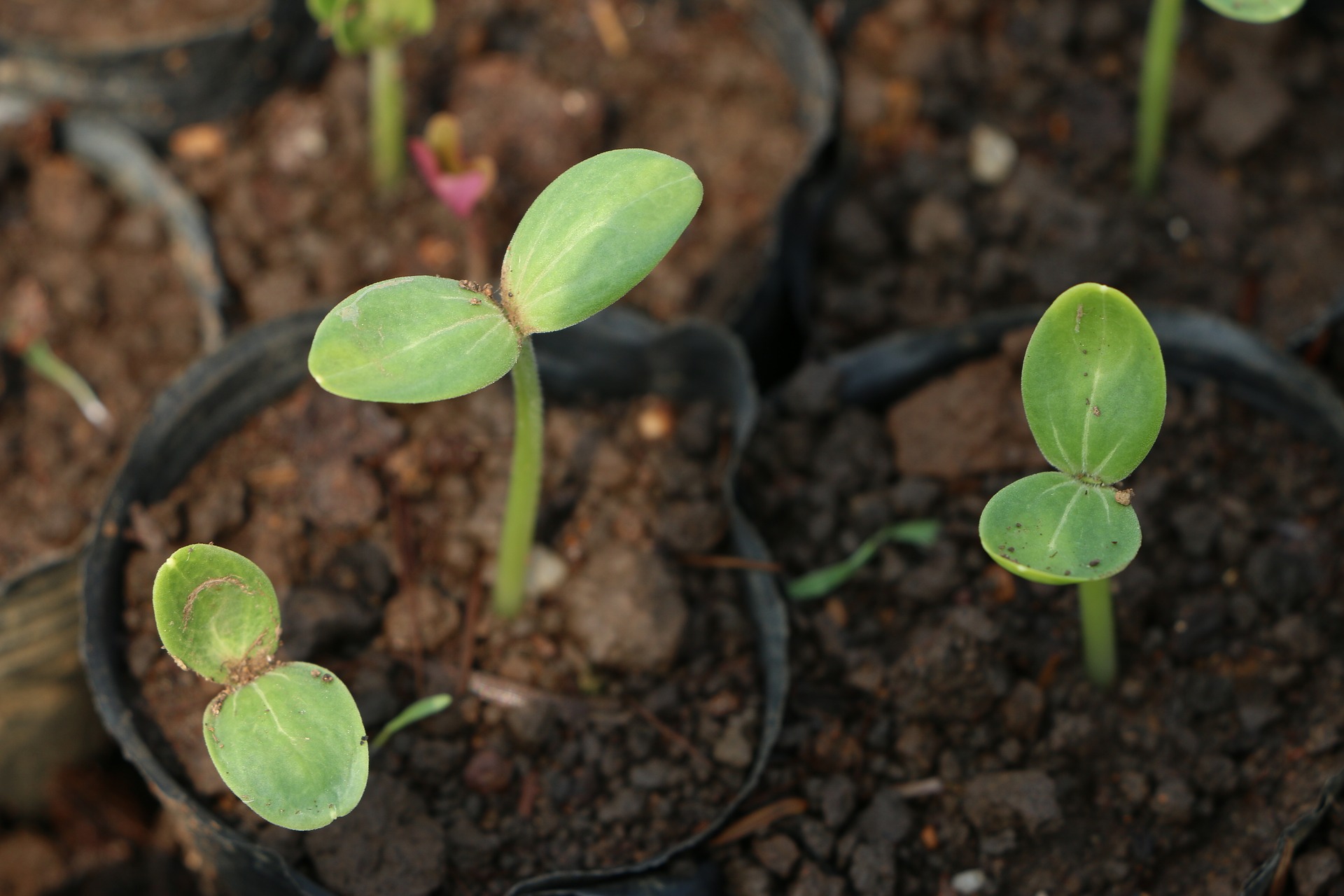QUÉ SON LOS COTILEDONES 🌱 - TU HUERTO PASO A PASO